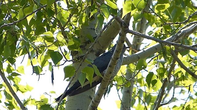 Кукушка с Сапожков.