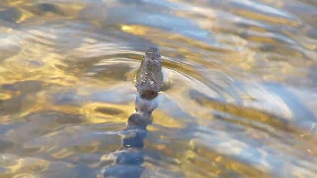 Водяной уж.