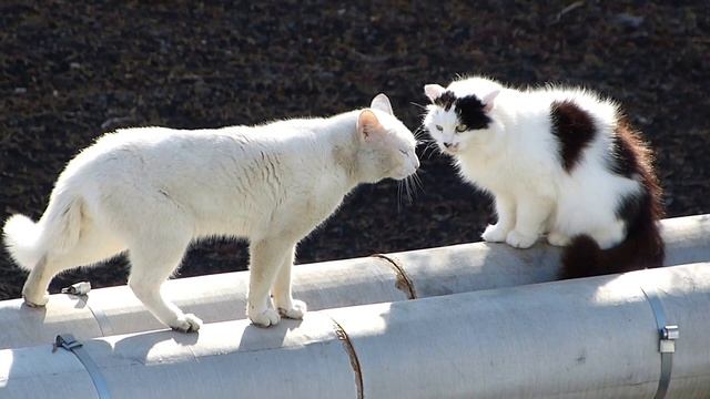 Апрельская котэвасия.