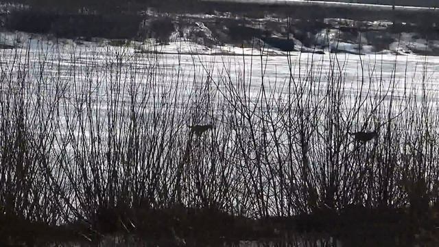 Собачья жизнь.