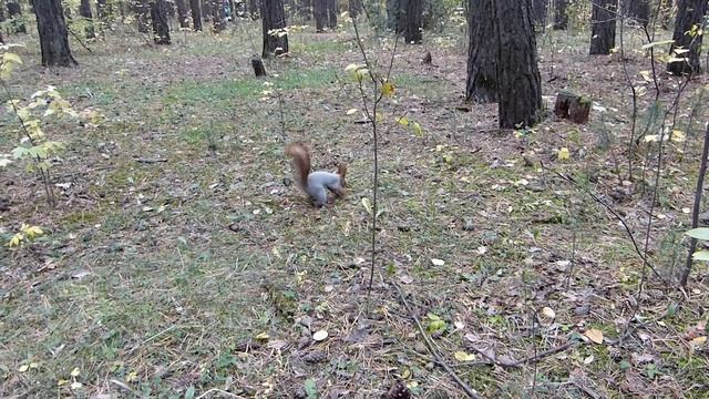 Запасливая белка :)