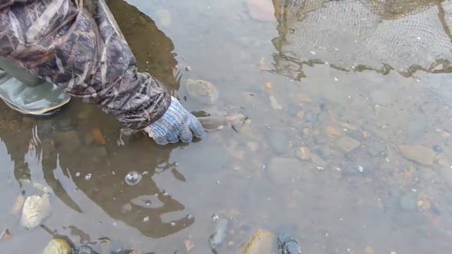 Хариус уходит в родную стихию - Енисей.