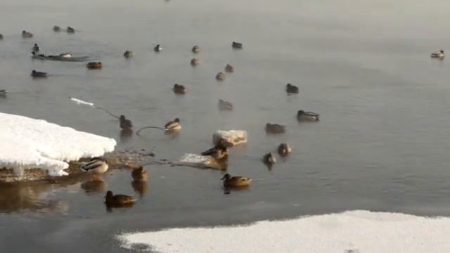 Утки на Енисее.
