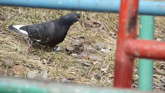 Голубь:воробей - гонка с преследованием :)