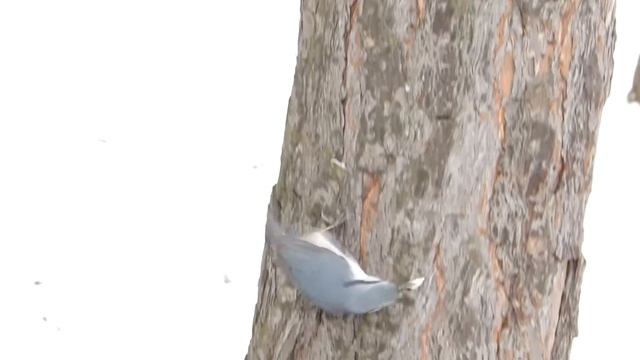 Поползень прячет в коре дерева семечки.