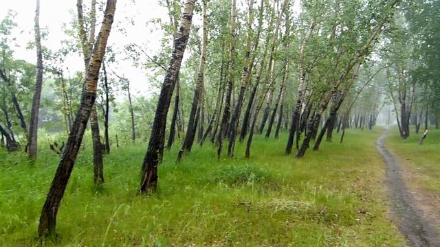 Тропинка под дождем.