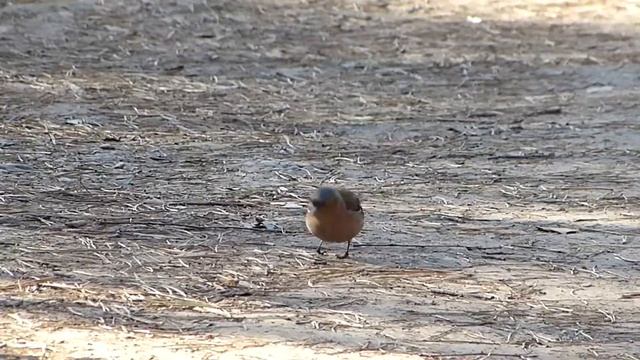 Зяблик гуляет по тропинке и разговаривает :)