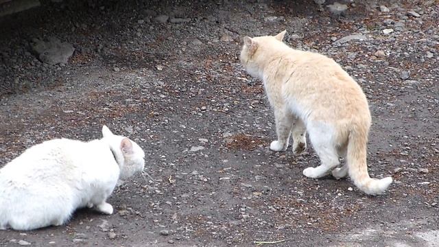 Майская котэвасия. Мужской разговор :)