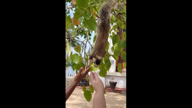 Это белка на Шри-Ланке
