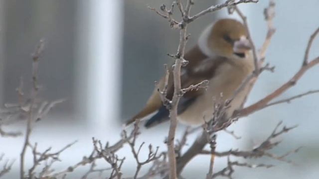 Дубонос в гостях :)