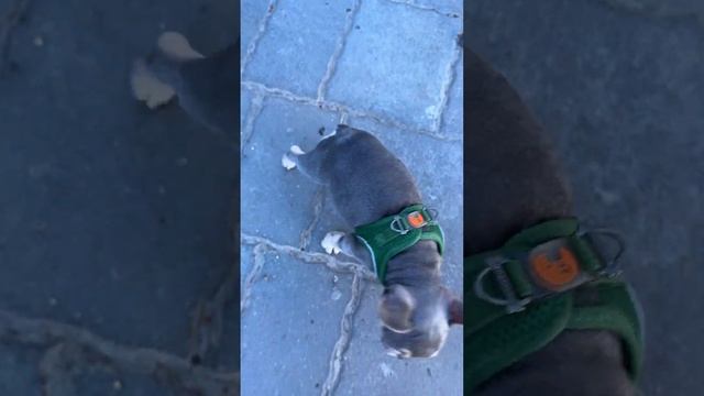 Очарование зашкаливает