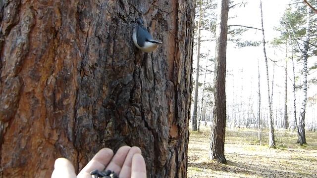 Поползень делает запасы.