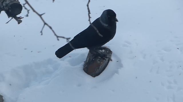 Завтрак на пеньке. Галка.