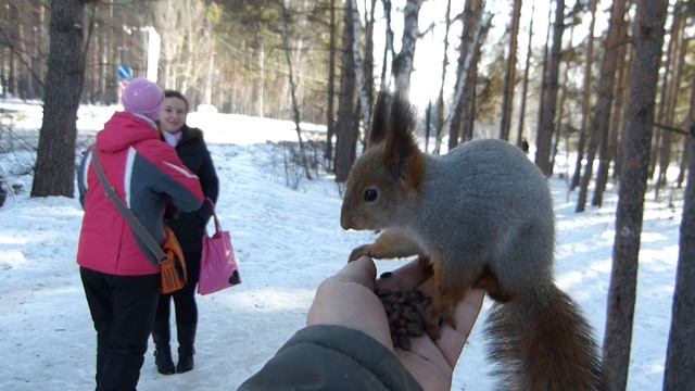 Белка с кедровыми орехами.
