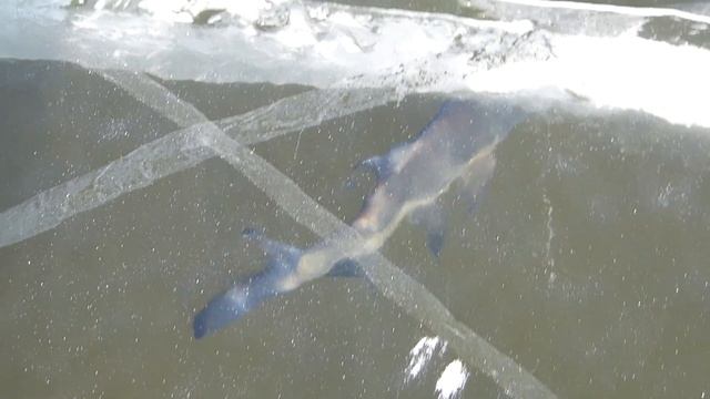 Красноярское море. Лещ подлёдный.