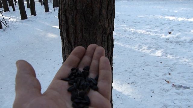 Птахи берут семечки с руки.
