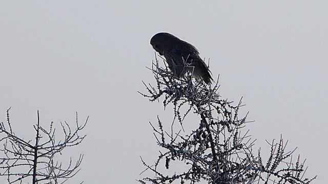 Бородатая неясыть на лиственнице.