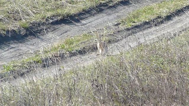 Майский русак перешёл мне дорогу :)