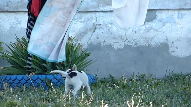 Весёлый щенок :)