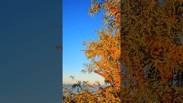 Облепиха 🍂