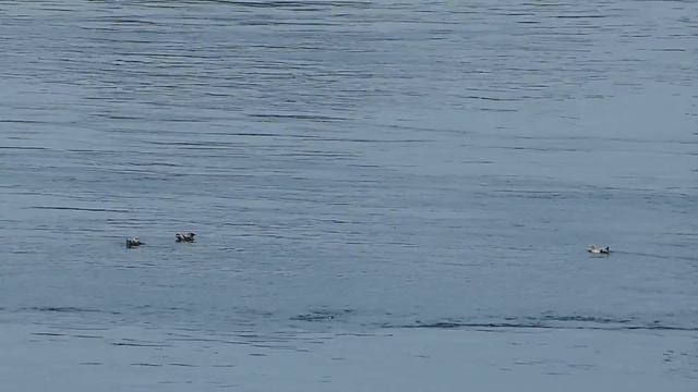 Слётки речной крачки на воде.
