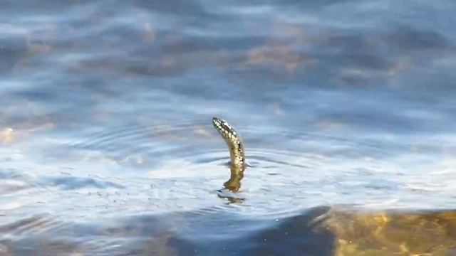Водяной уж на Волге.