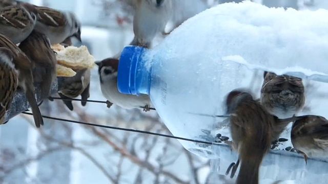 Птичий завтрак.