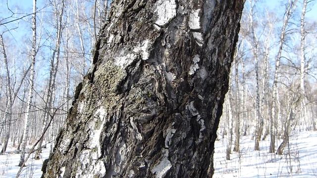 Поползень делает запасы семечек. Часть 1.