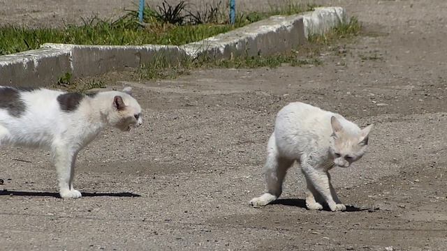 Июльская котэвасия.