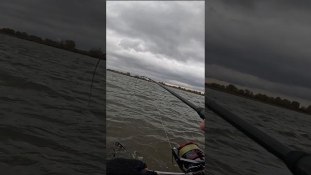 Судак на первом забросе! #fishing #рыбалка #рыболовная #спиннинг #судак #джиг #паноптикс #пелагика
