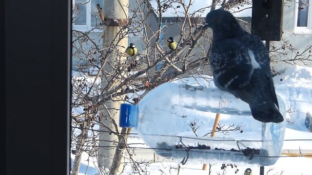 Голубь на кормушке.
