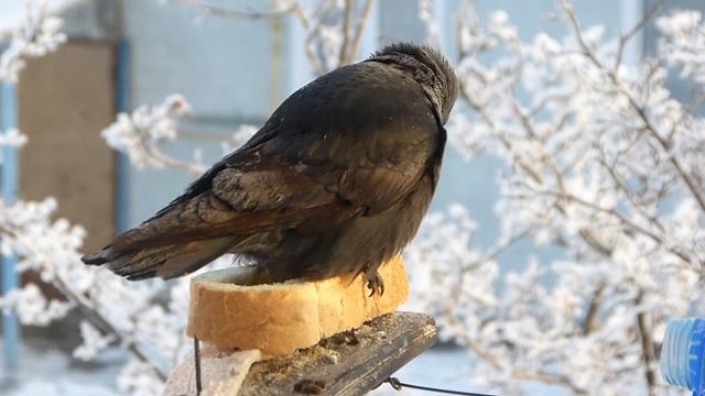 Галка на хлебушке :)