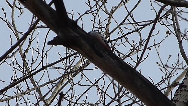 Весенняя "песня" белоспинного дятла-2.