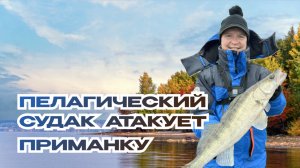 Пелагический судак атакует приманку!