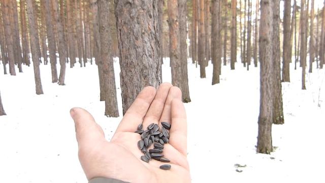 Бойкие птахи :) -2