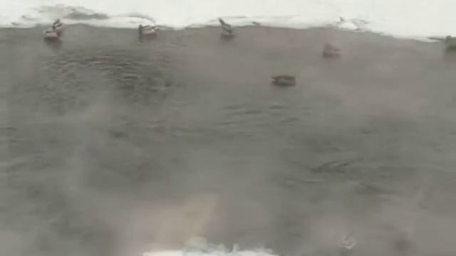 Утки на Каче.