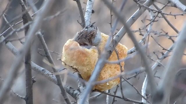 Воробей и хлеб.