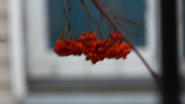 Свиристель на рябине.
