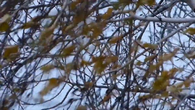 Ноябрь пришёл.