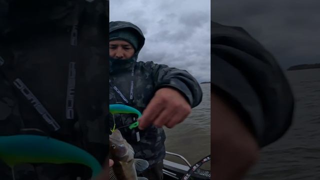 Хотели домой, а она клюет!
#fishing #рыбалка #рыболовная #спиннинг #судак #паноптикс #пелагика