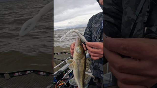 В мониторе был огромный судак! #fishing #рыбалка #рыболовная #спиннинг #судак #паноптикс #пела