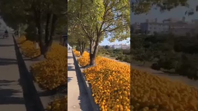 Нужно больше мандаринов! 🍊