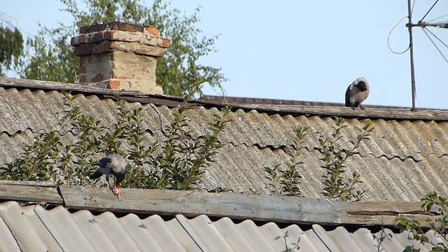 "Вороне где-то бог послал кусочек..." ©