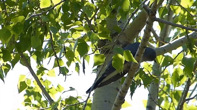 Кукушка с Сапожков-2.