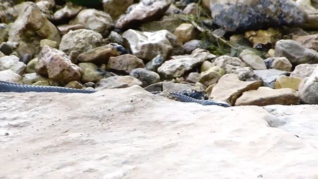 Водяной уж выходит из реки на ночлег летним вечером.