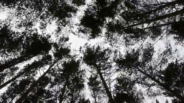 Зимний лес-2.