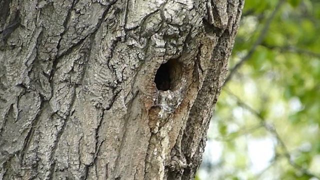 Скворец с птенцом.