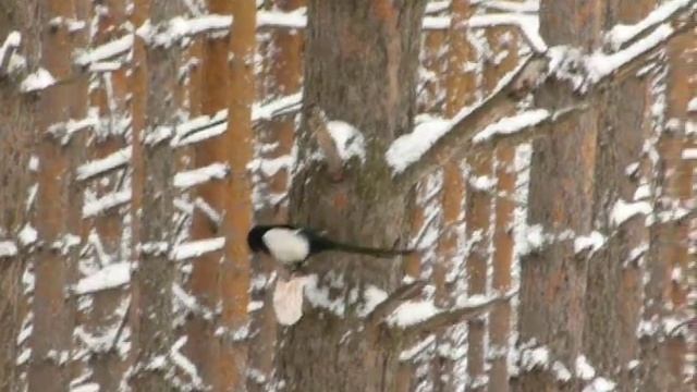 Сорока и чёрная ворона. Спор за сало :)