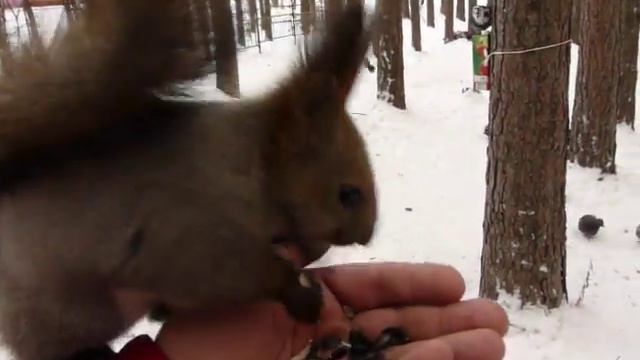 Бойкая белка :)