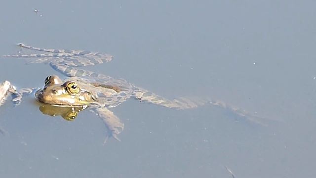 Озёрная лягушка в воде.